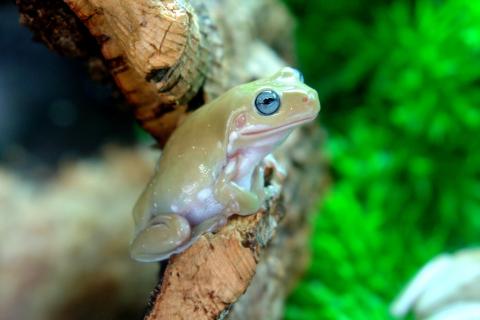 Yellow Dumpy Tree Frog For Sale - animal kingdom rapids