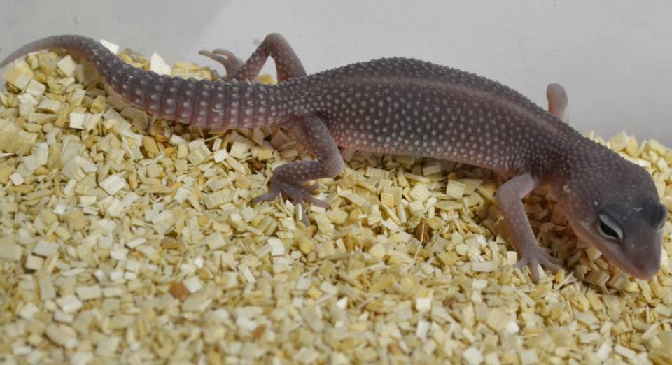 Midnight Blizzard Leopard Gecko Price - adopt a turtle