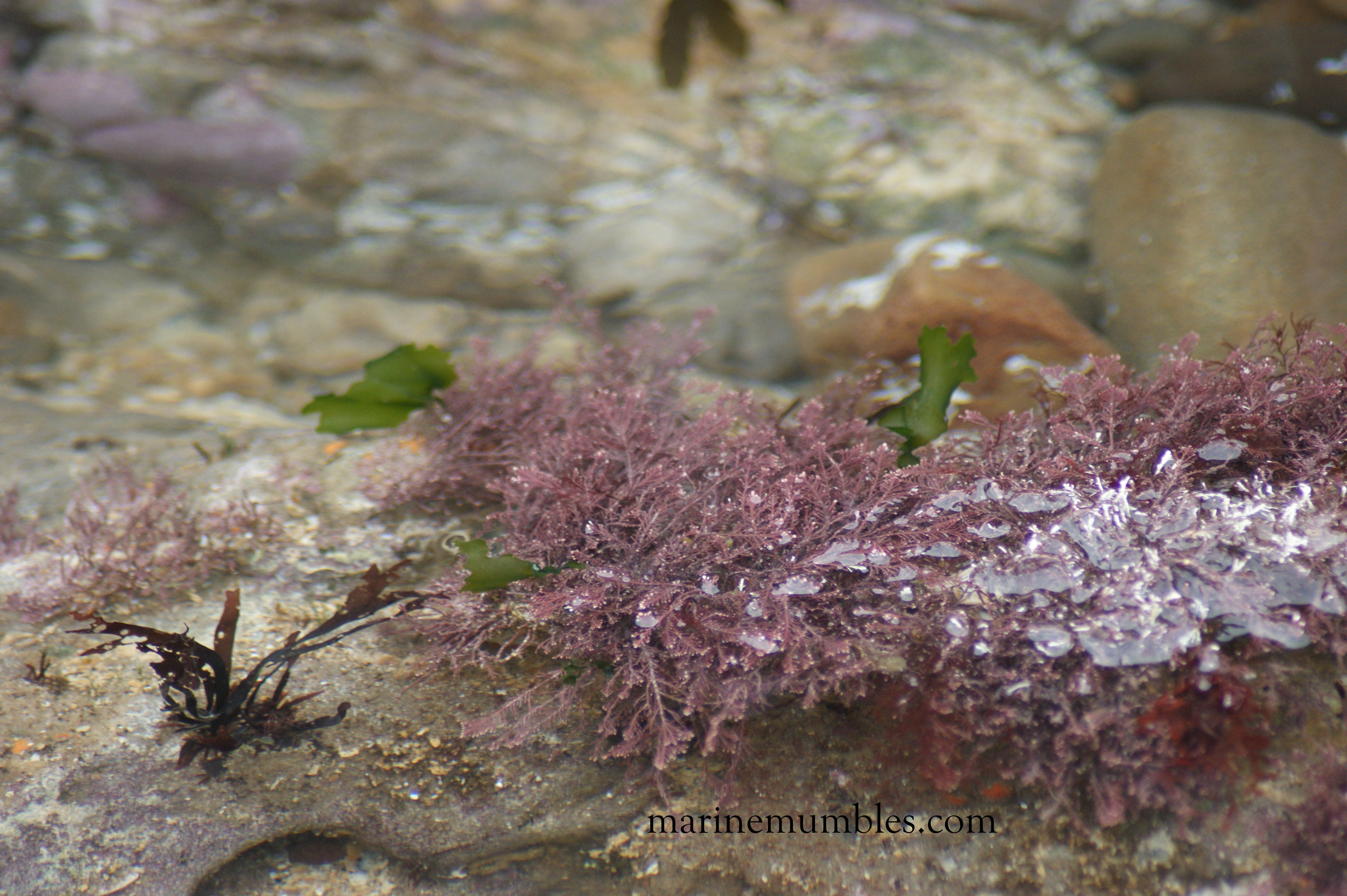 Ulva species – Gutweed and Sea Lettuce | Mumbles from a Marine Biologist