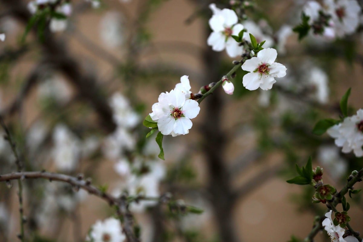 Almond trees risk extinction as Israel’s occupation of Gaza continues ...