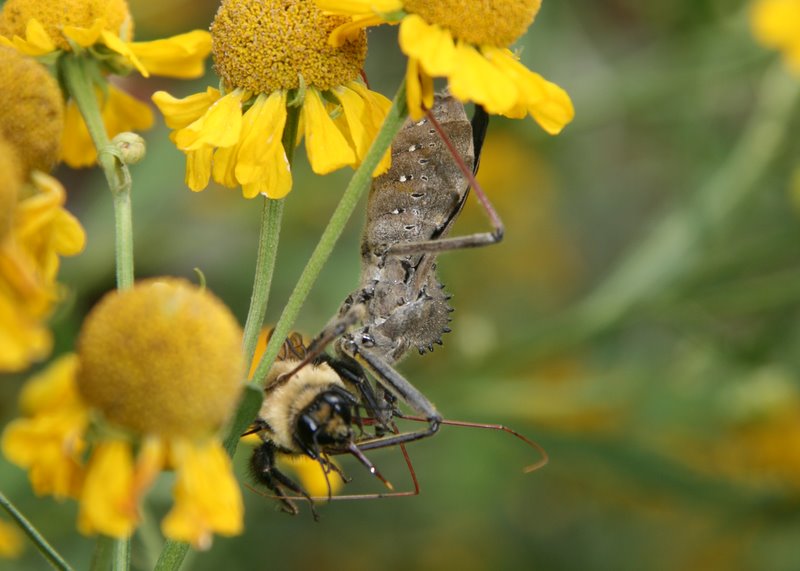 Wheel Bug: a Bee Killer by Drew Weber | Nemesis Bird