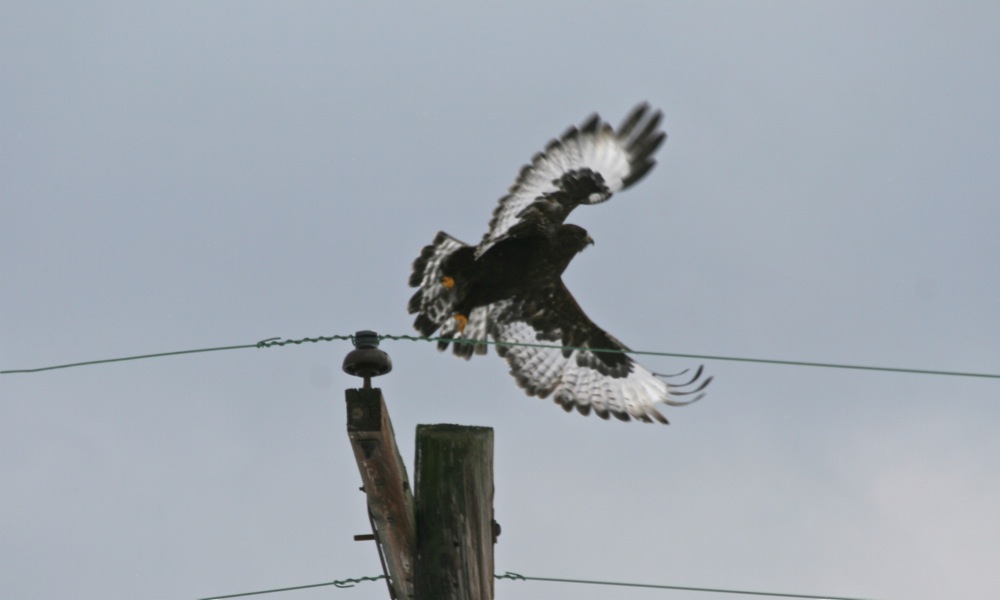 Woodward Rough-legged Hawks by Drew Weber | Nemesis Bird