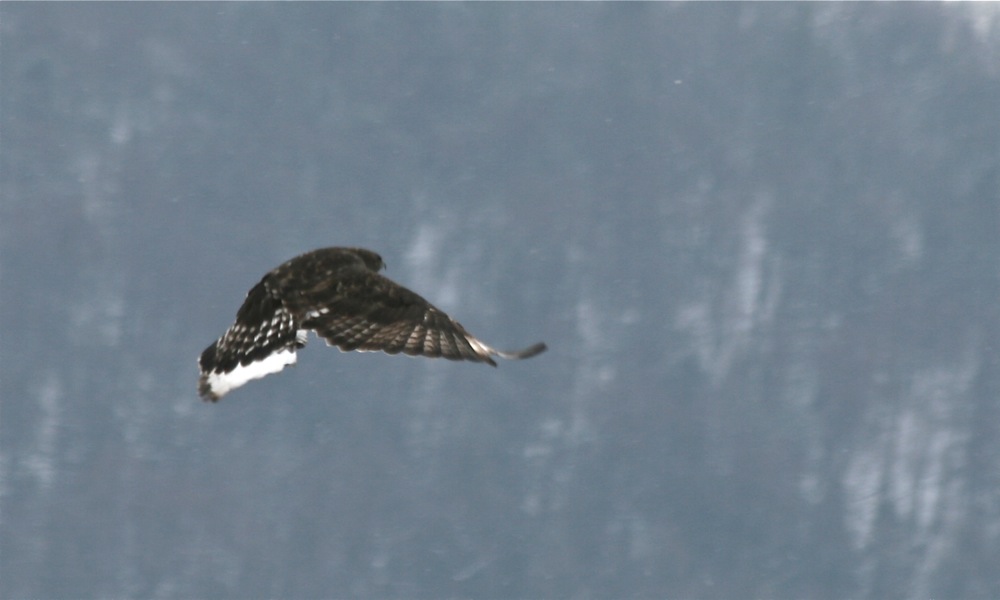 Woodward Rough-legged Hawks by Drew Weber | Nemesis Bird