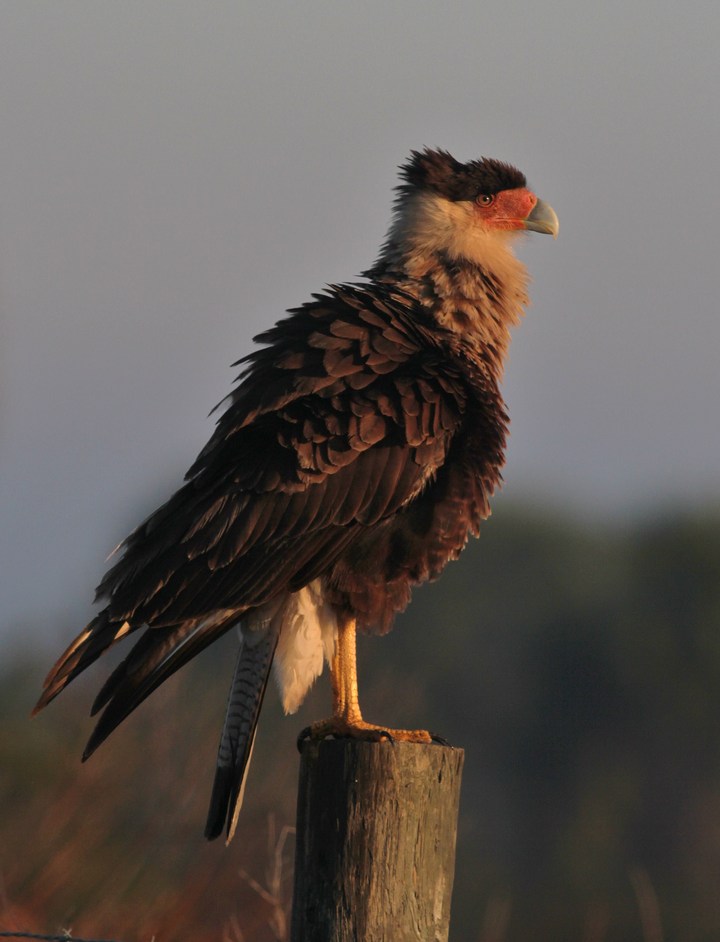Aging Crested Caracaras by Alex Lamoreaux | Nemesis Bird