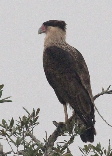 Aging Crested Caracaras by Alex Lamoreaux | Nemesis Bird