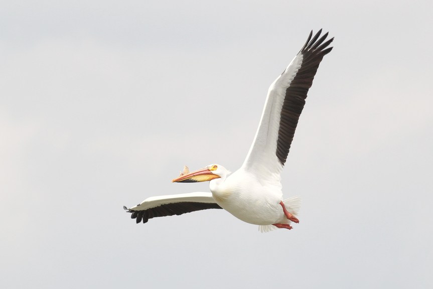 American White Pelican - Photo Study by Alex Lamoreaux | Nemesis Bird