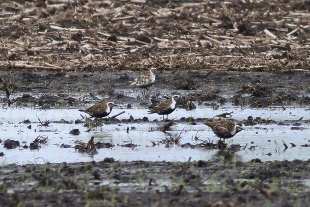 Unusual American Golden-Plover - McLean County, Illinois by Alex ...