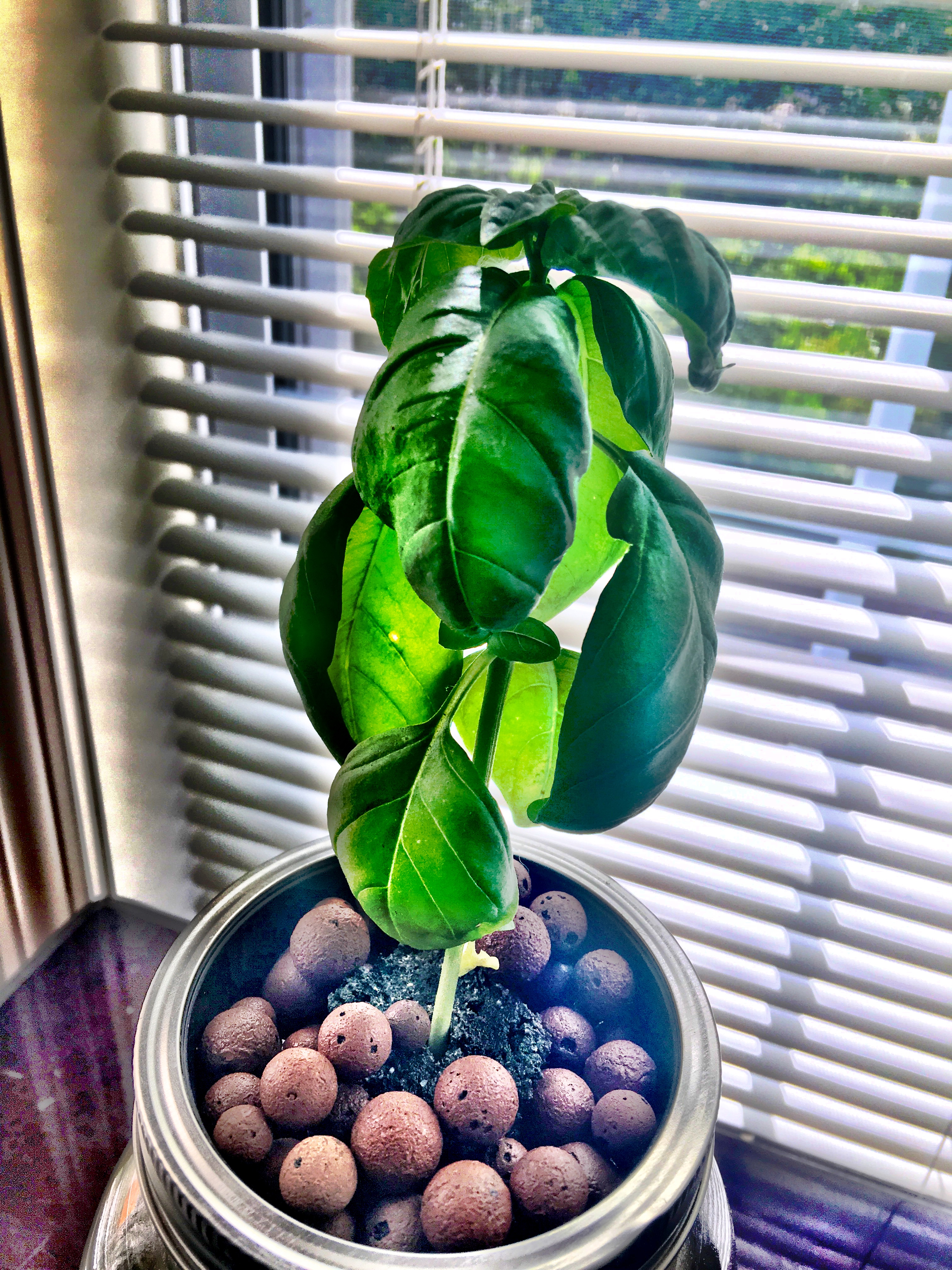 Hydroponic Grow Cut Flower