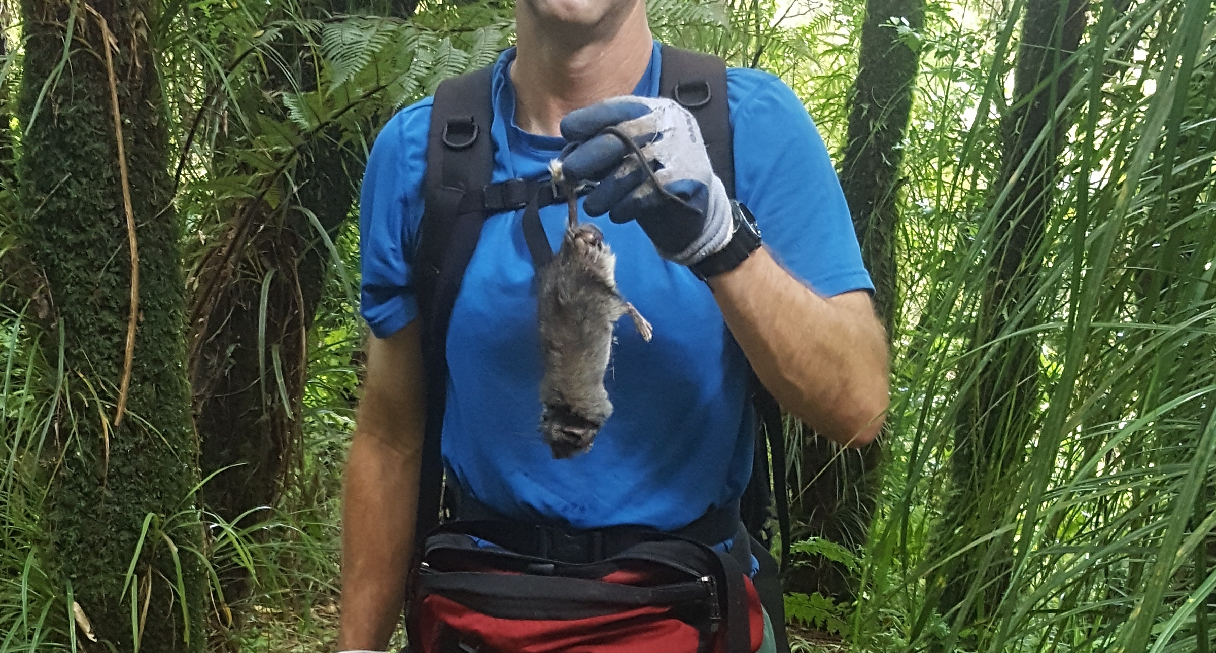 New Zealand's Big 3 Predators - Stoats, Rats, & Possums - New Zealand ...