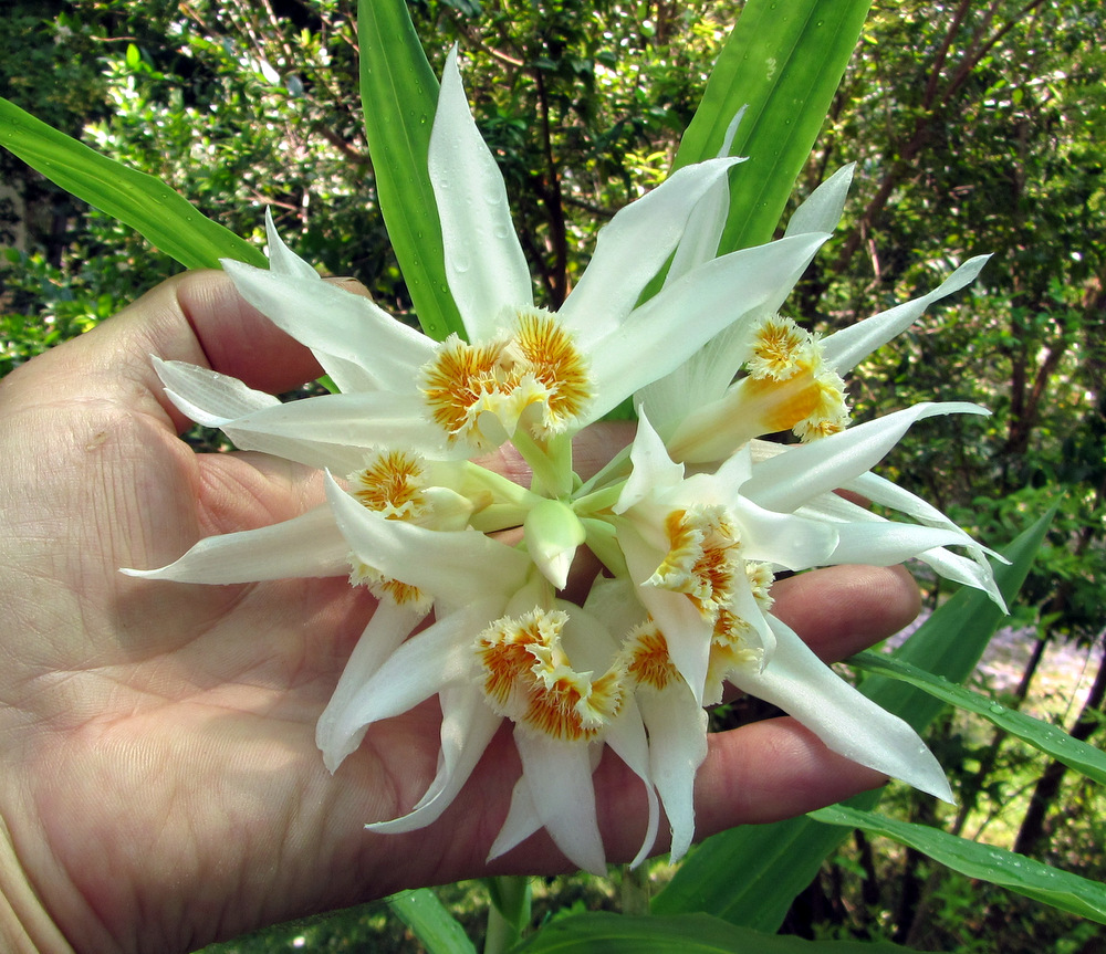 Il genere Thunia: la specie tipo, Thunia alba, o marshalliana? | Orchids.it