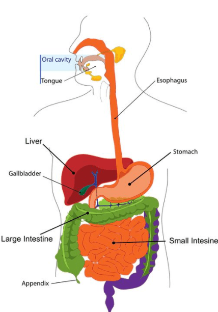 Do you need your appendix? - Organic Stepping Stones