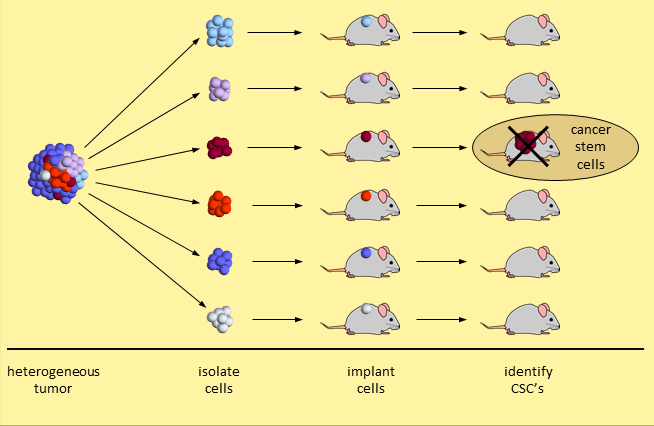 Cancer Stem Cell Model - Understanding Pancreatic Cancer Blog