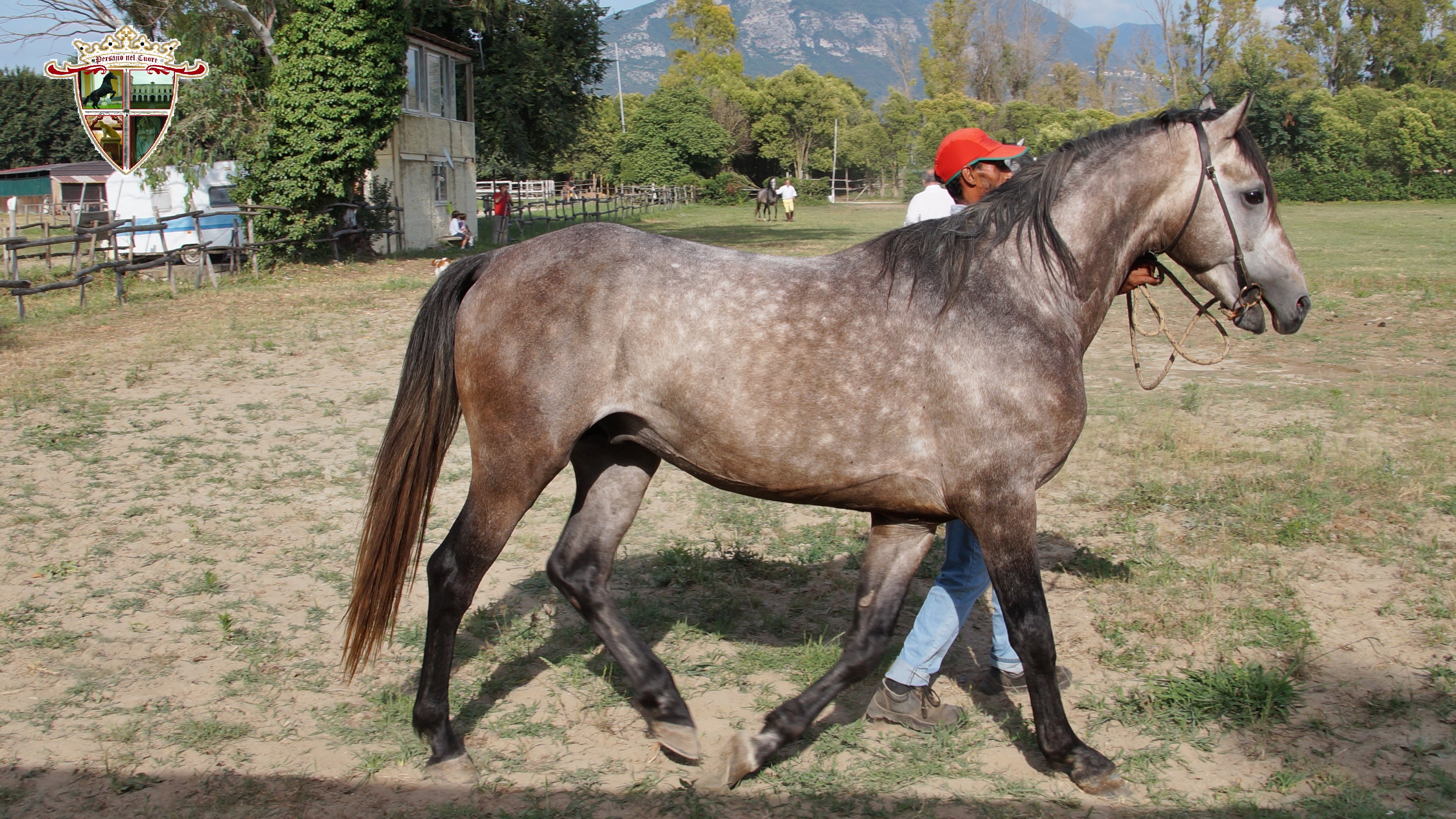 Il Cavallo Persano è tornato a galoppare | Persano nel Cuore