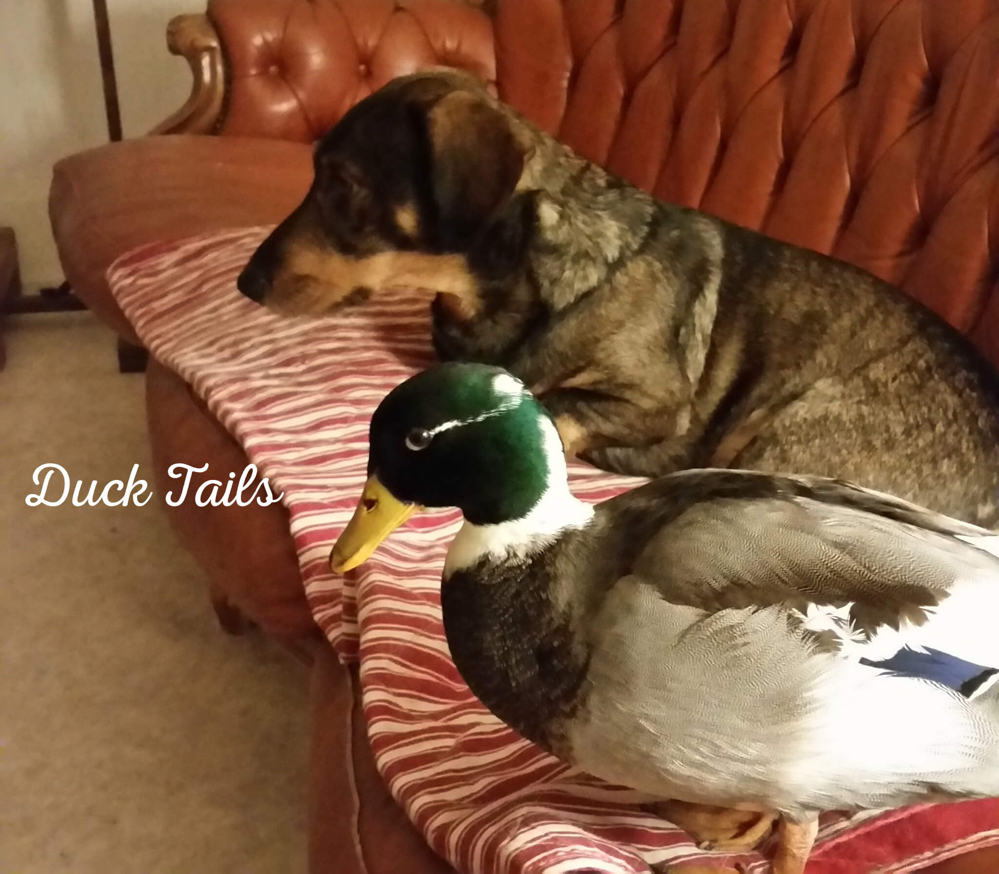 Learning Duck Language with Pumpjack & Piddlewick