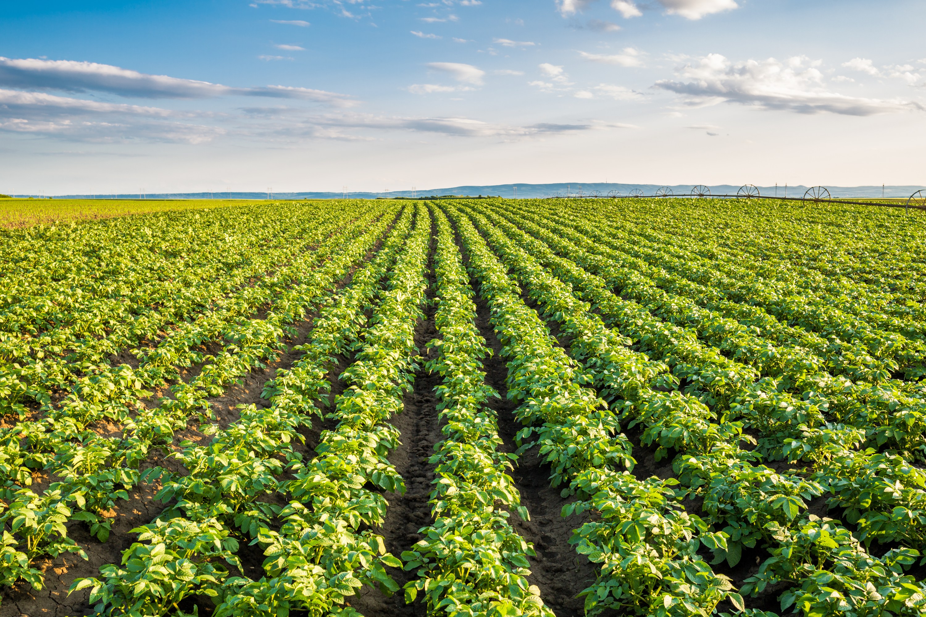 Green field of potato crops in a row | www.quallsag.com