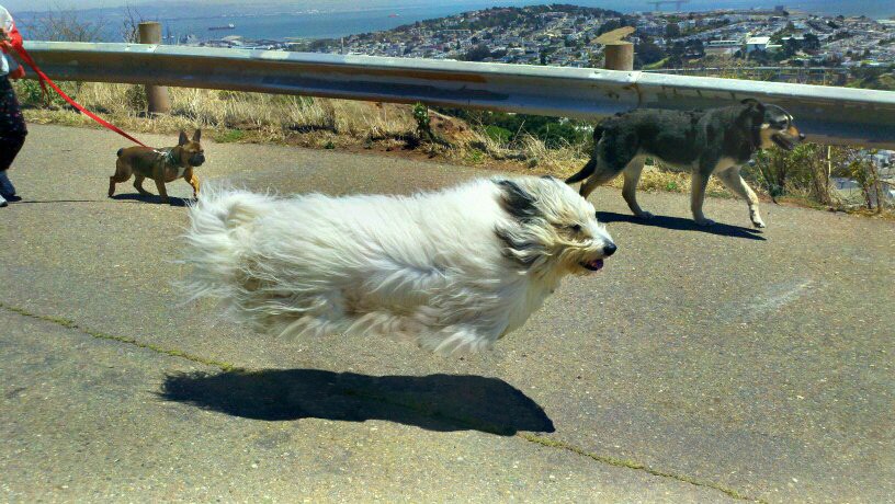 Falcor Dog