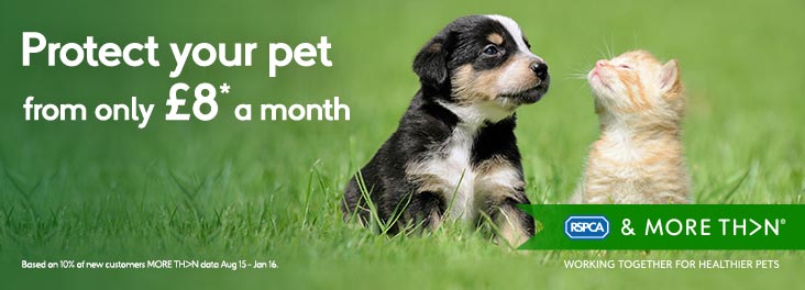 Pet Protect Versicherung Für Hunde