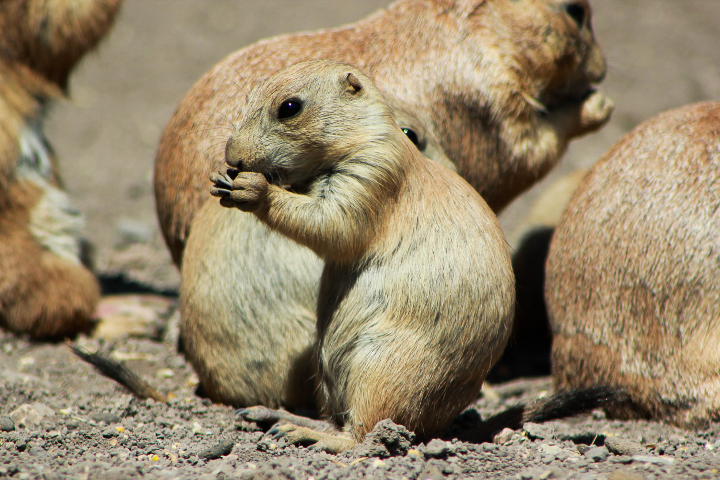 Nacen crías de perritos de la pradera en el Museo del Desierto ...