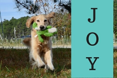 What Gives Your Dog Joy?