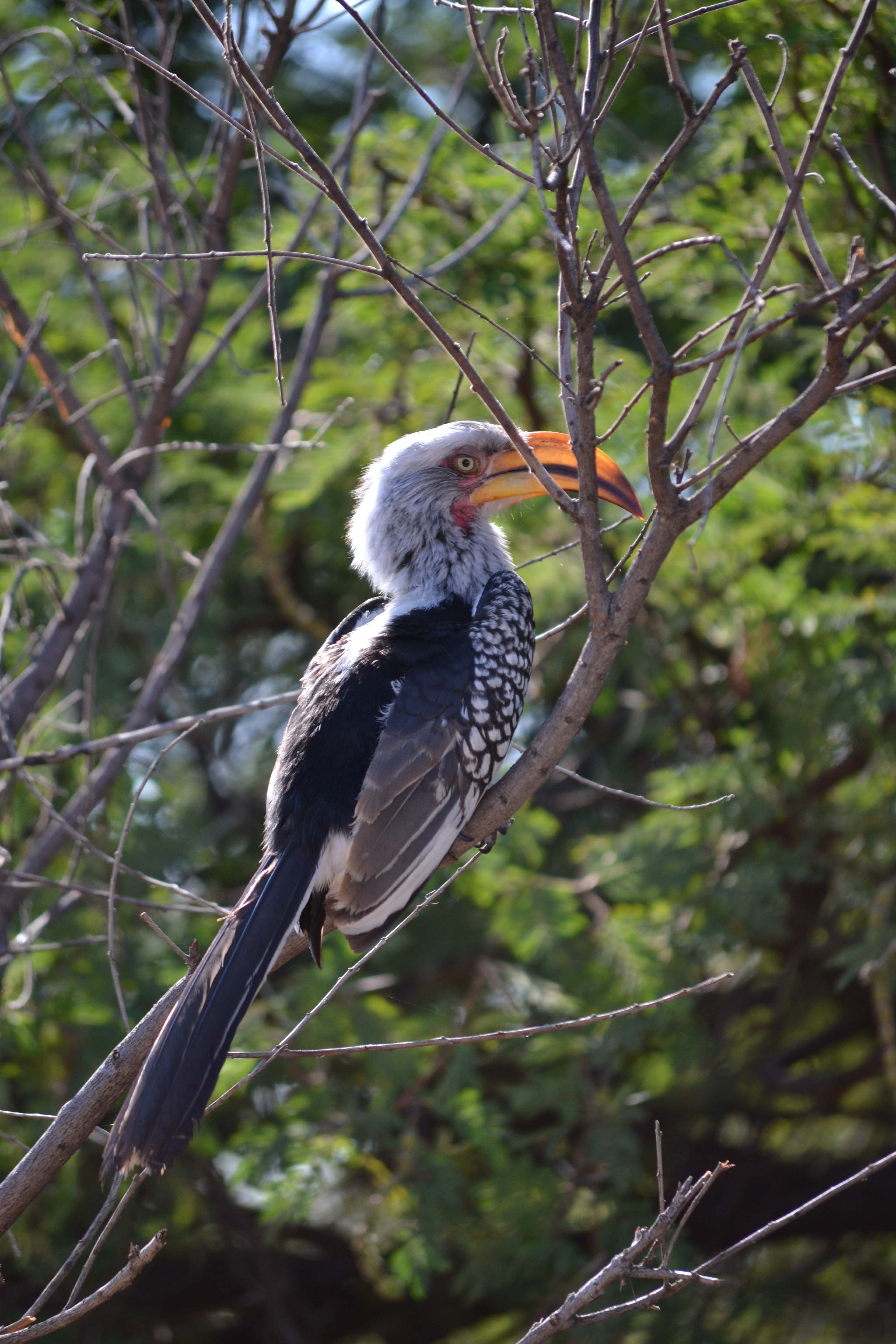 Kruger National Park - TazzDiscovers