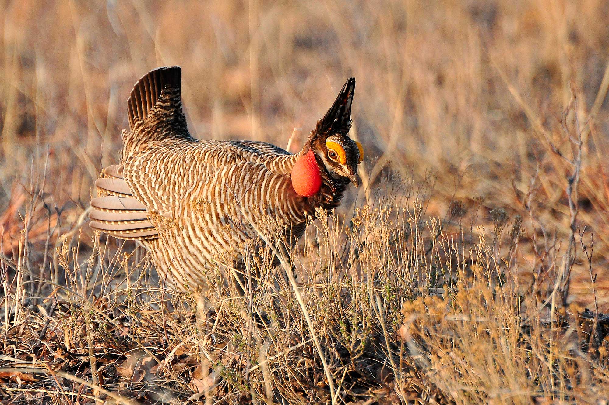 How Texas Can Save The Endangered Species Act The American Interest how-texas-can-save-the-endangered-species-act-the-american-interest