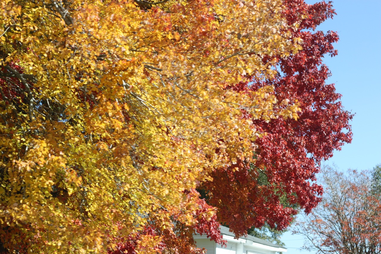 Fall in South Carolina