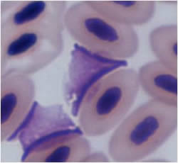 Avian White Blood Cell Counts – The Owen Lab