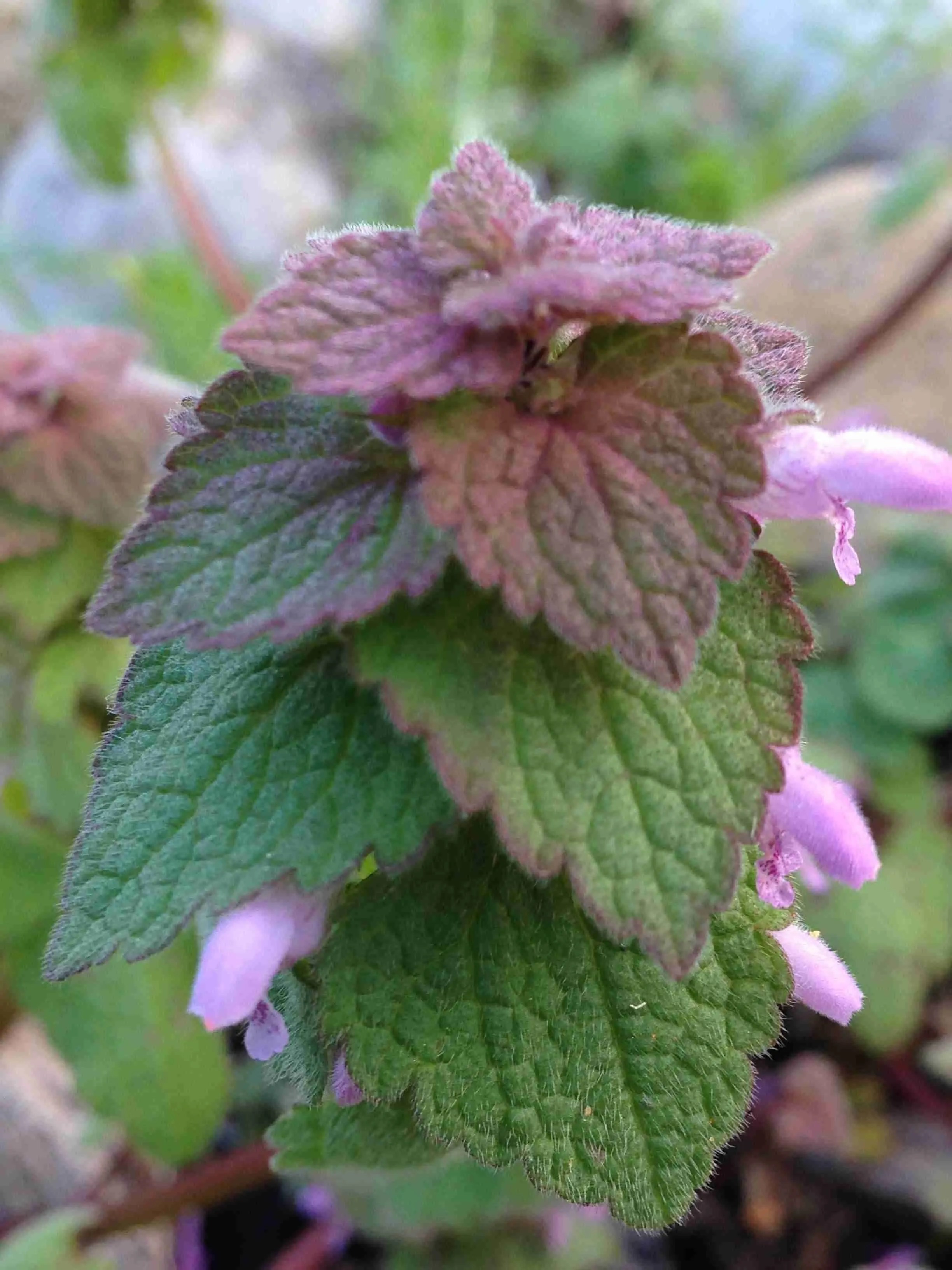 Lamiaceae (Labiatae) Archives | Thyme Breaks