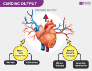 Free How Do You Calculate Stroke Volume And Cardiac Output With New