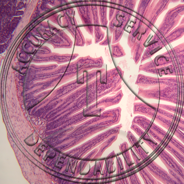 Duodenum Jejunum Ileum Prepared Microscope Slide