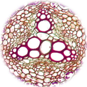Tilia americana One Two Three Year Stems CS Prepared Microscope Slide