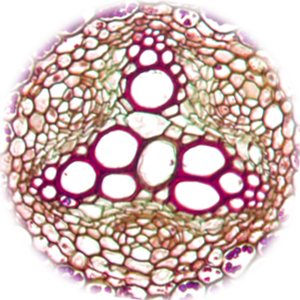 Nymphaea odorata Hydrophytic Floral Stem Prepared Microscope Slide