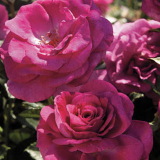 A Rose By Any Other Name | Two Chums