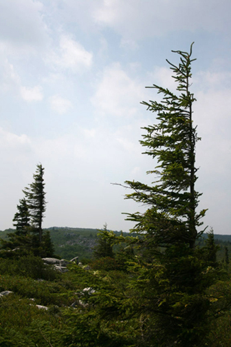 Flag Trees | The Weather Gamut