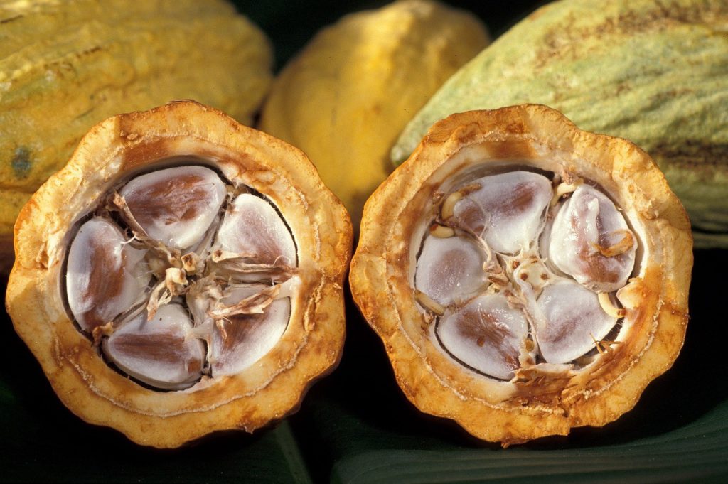Life Cycle of a Cacao Bean – Wekiva Culinary