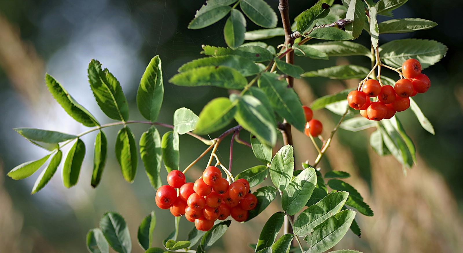 Celtic Meaning Rowan Tree Meaning In The Ogham On Whats Your Sign celtic-meaning-rowan-tree-meaning-in-the-ogham-on-whats-your-sign