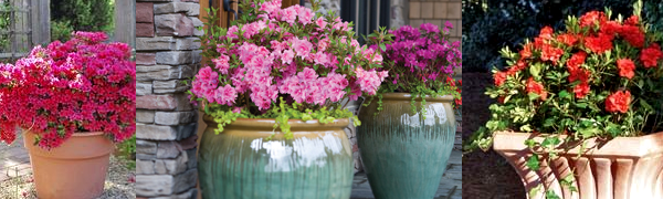 Planting Azaleas In Pots - Plant Corz