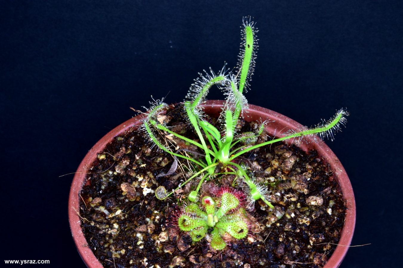 צמח טורף למכירה מיקס טלליות - הצמחים הטורפים של ירון