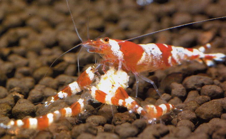 Red Bee | Cjsilver's Blog